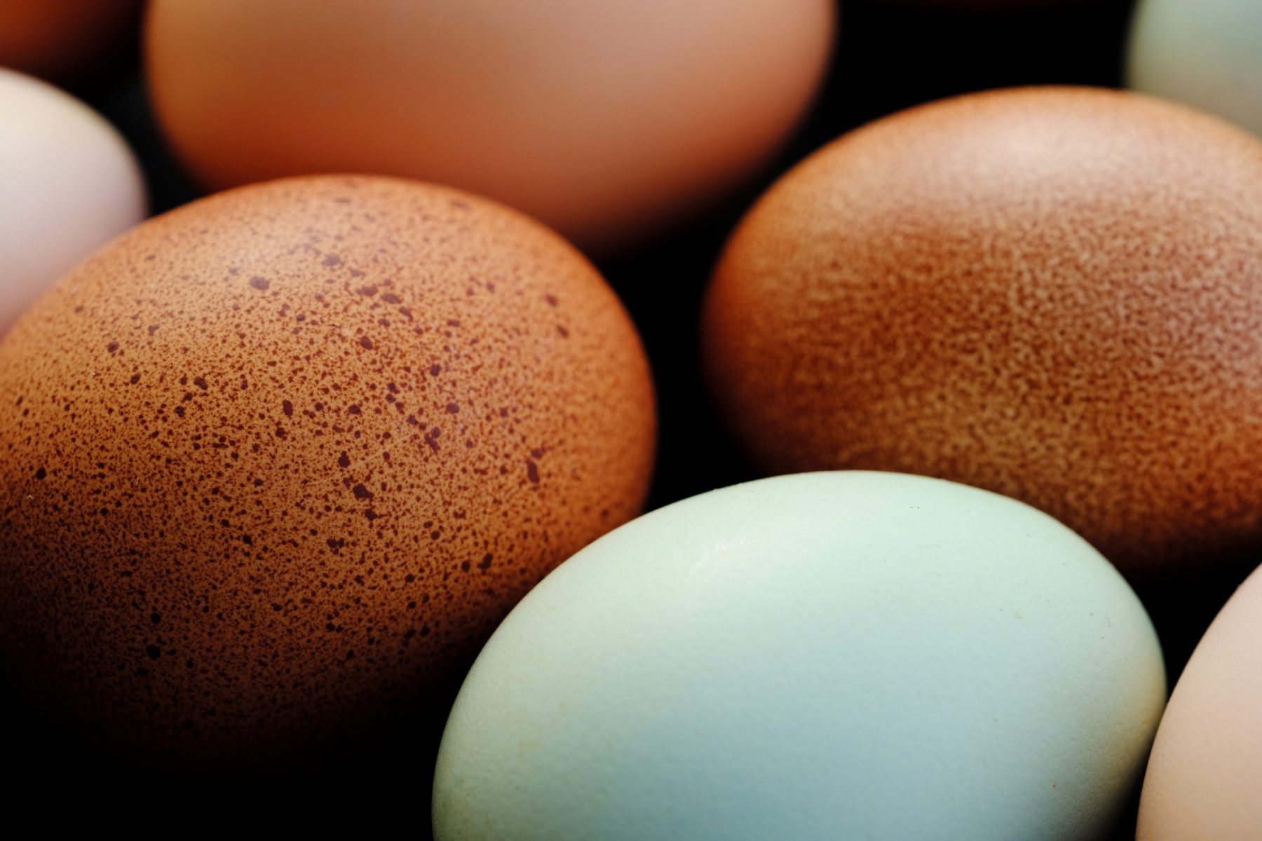 Selective Breeding in Backyard Flocks - Backyard Poultry